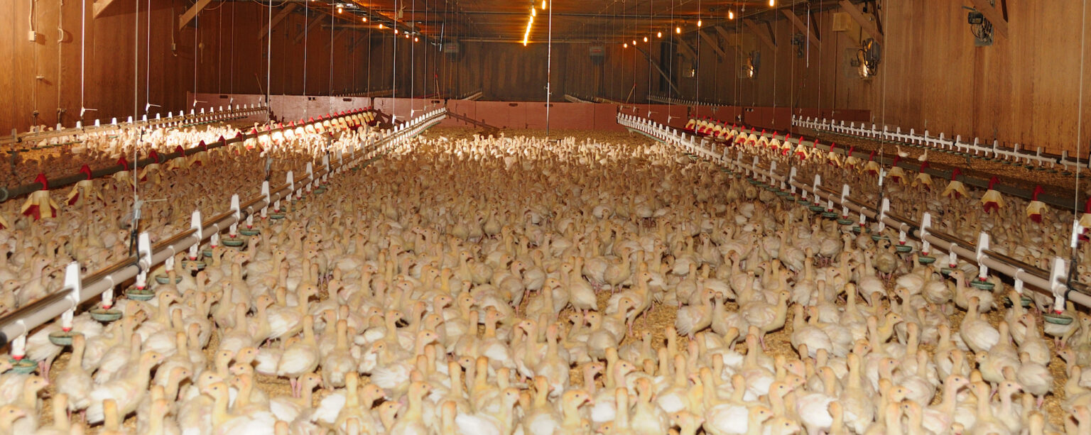 Barns & Farms | Superior Radiant Products