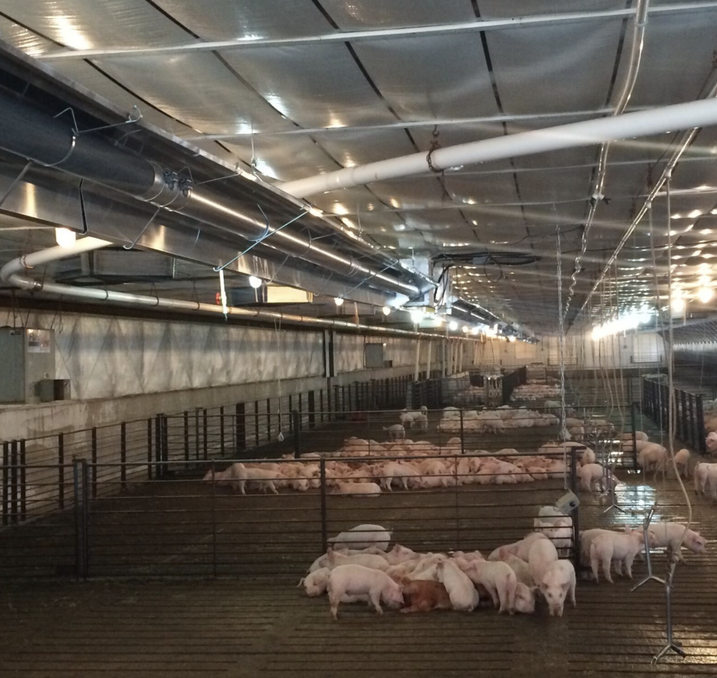 Animal Confinement | Superior Radiant Products